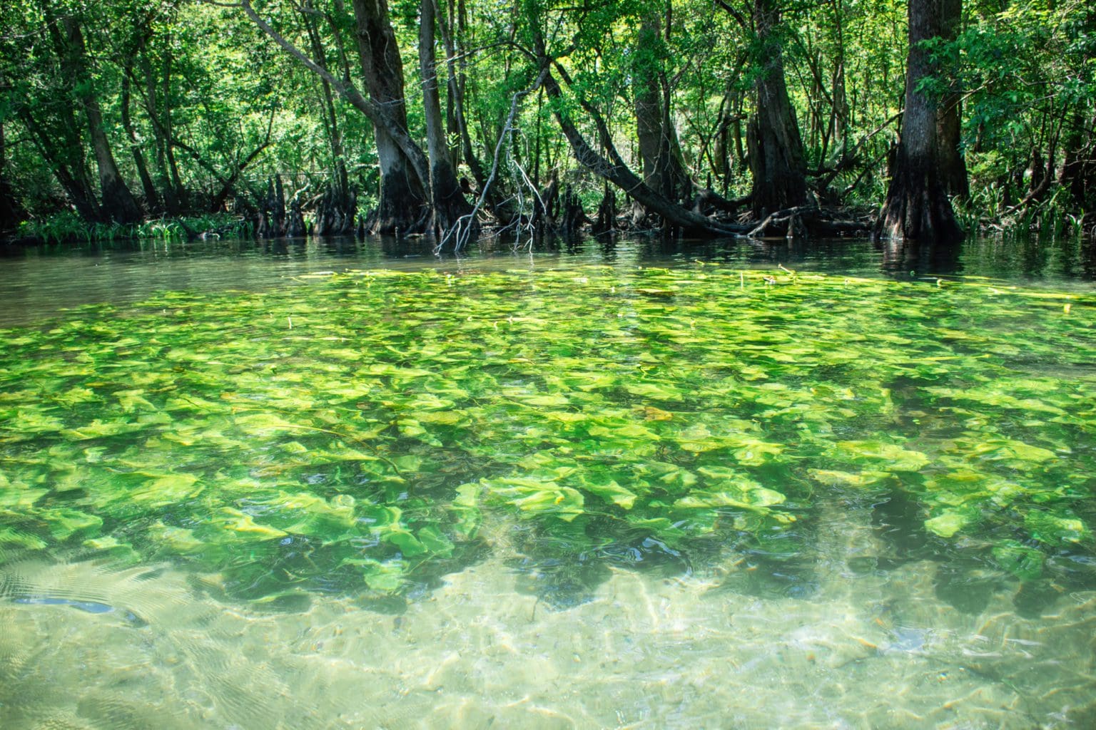 Canoe or kayak to Cypress Springs in the Florida Panhandle