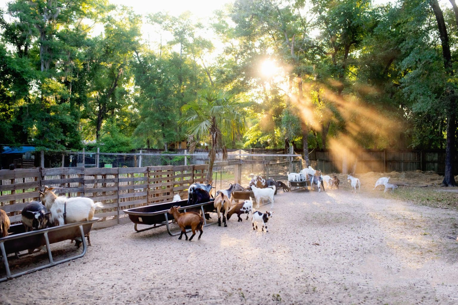 We Went Glamping at a Goat Farm and You Can Too!