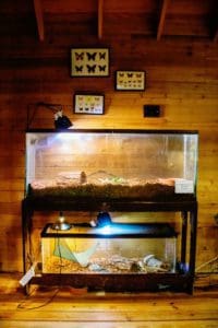 Visit Landmark Park in Dothan, Alabama! Everything you need to know!