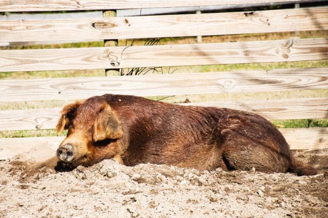 Visit Landmark Park in Dothan, Alabama! Everything you need to know!