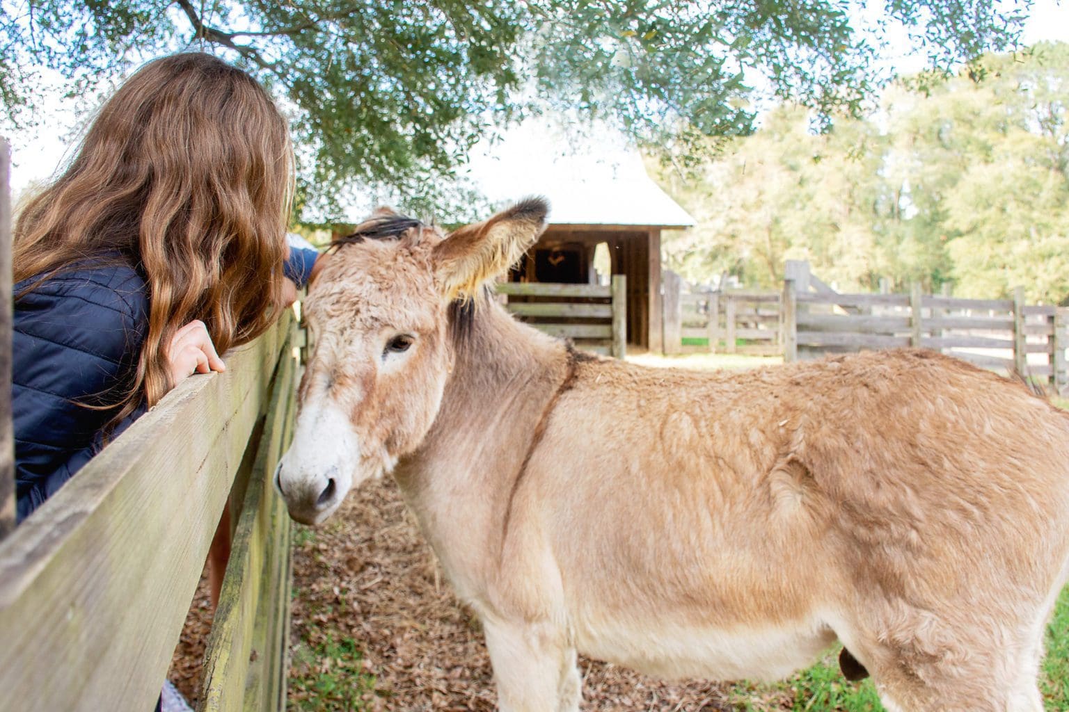 Visit Landmark Park in Dothan, Alabama! Everything you need to know!