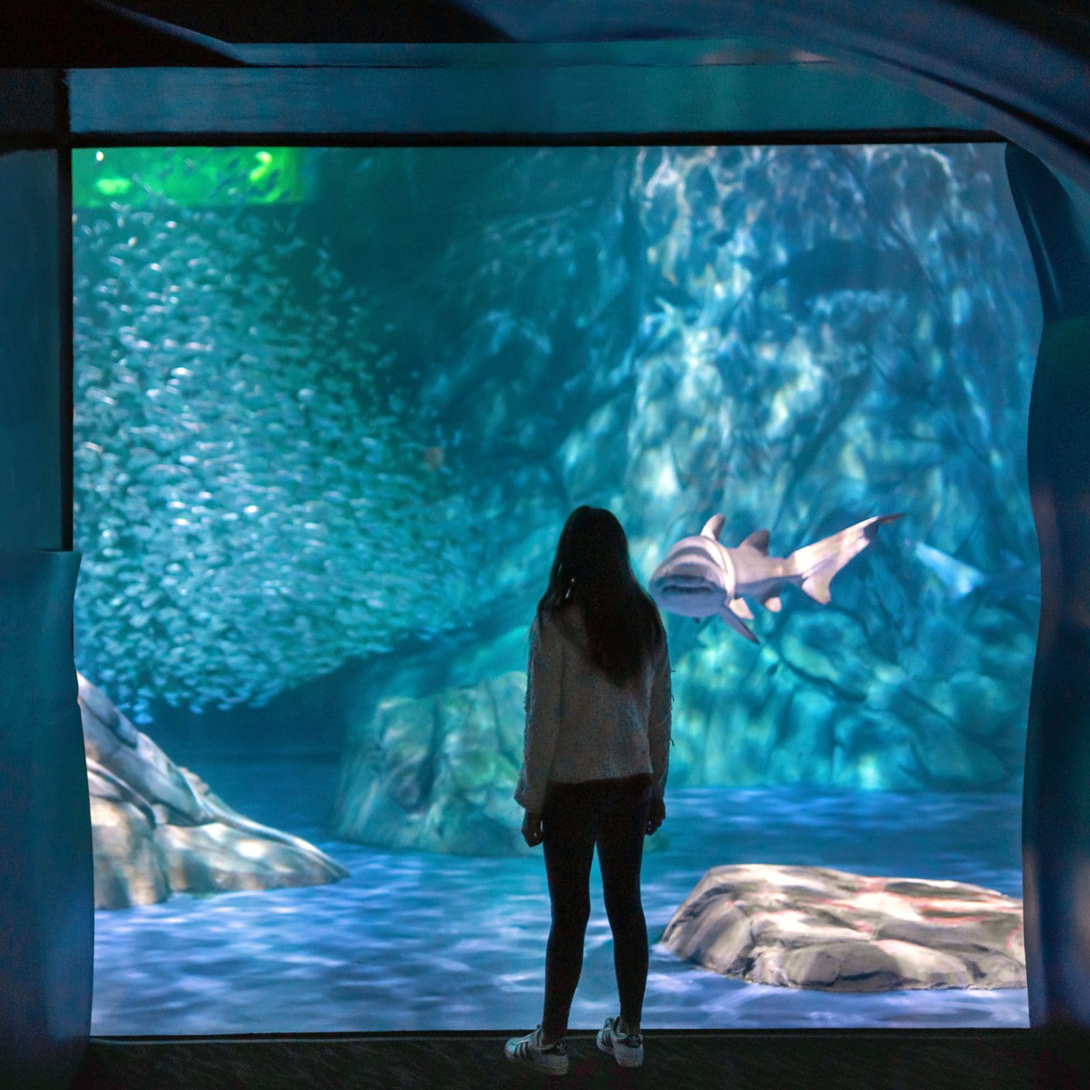 Guide To Visiting The Georgia Aquarium In Downtown Atlanta