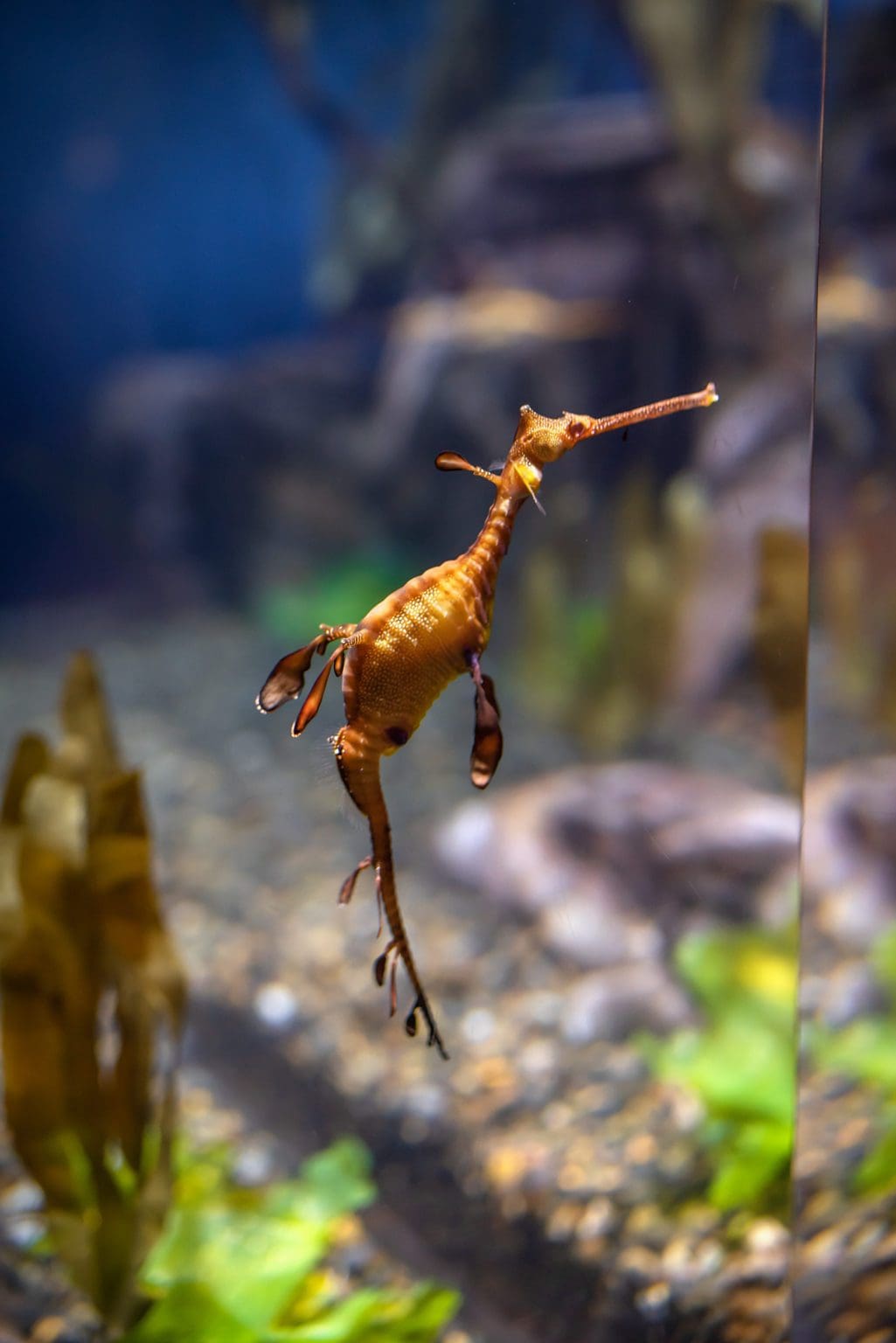 Guide To Visiting The Georgia Aquarium In Downtown Atlanta