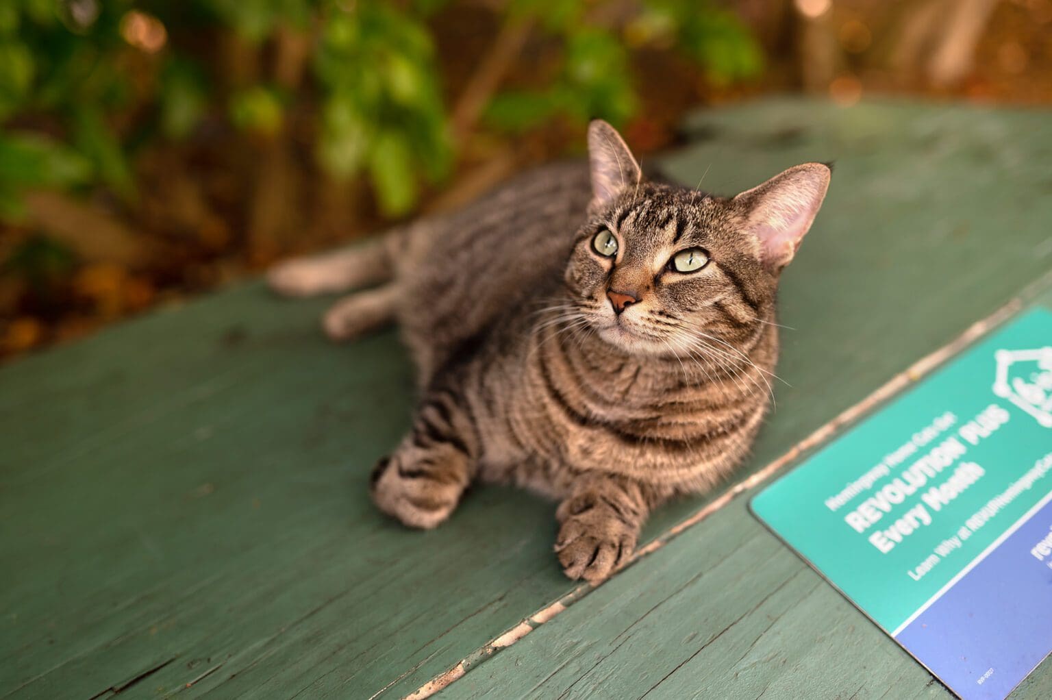 Should You Visit the Hemingway House Cats in Key West?