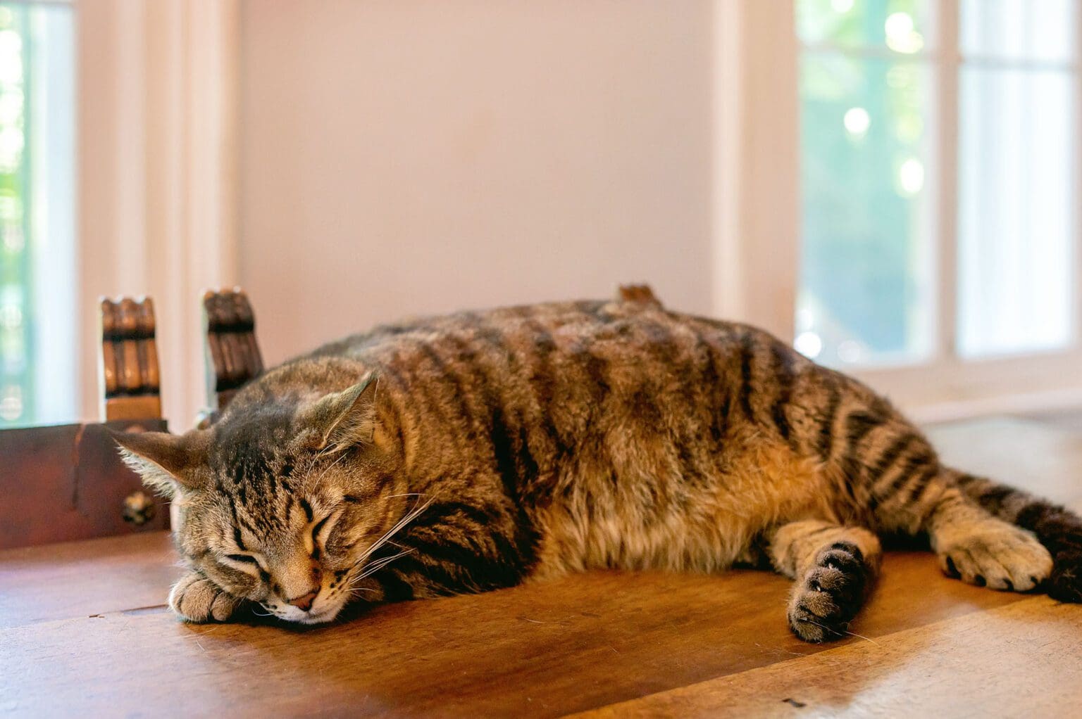 Should You Visit the Hemingway House Cats in Key West?