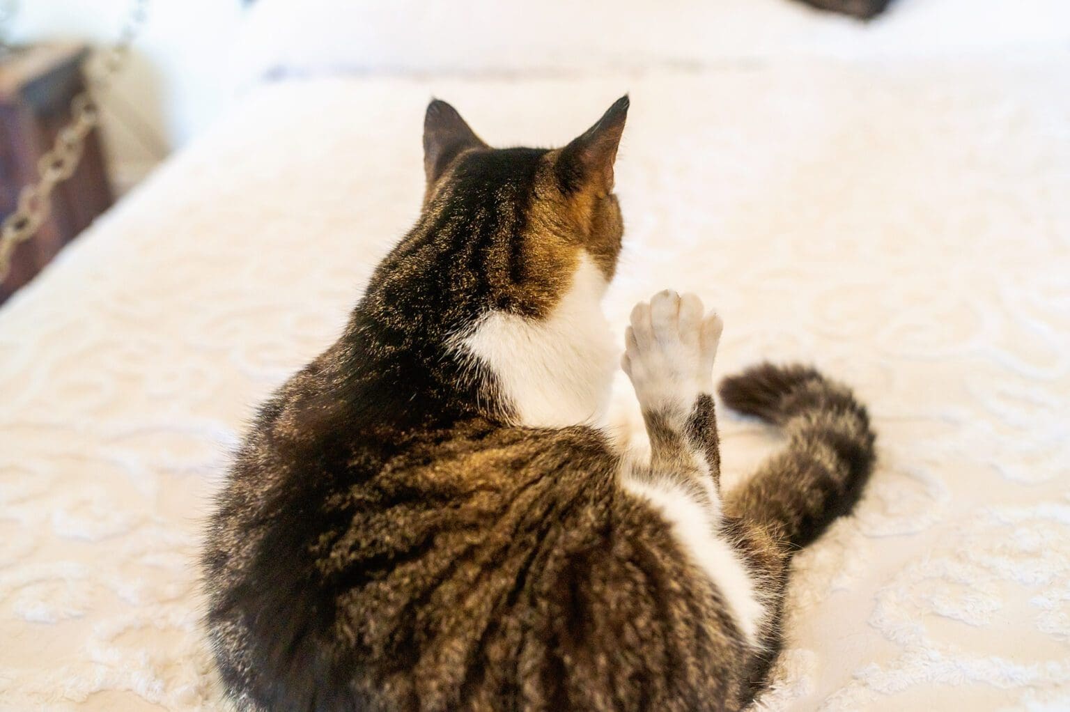 Should You Visit the Hemingway House Cats in Key West?