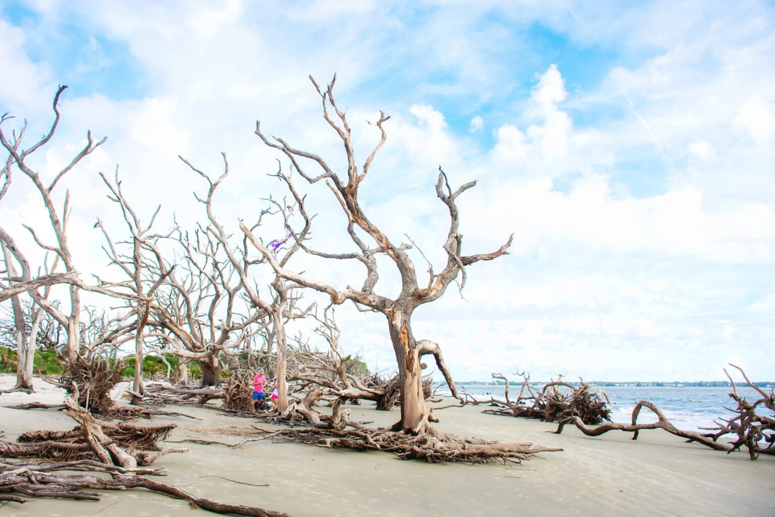 Exploring Driftwood Beach Jekyll Island, Georgia