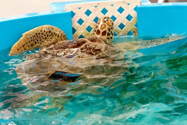 Visiting the Jekyll Island Sea Turtles at the Georgia Sea Turtle Center