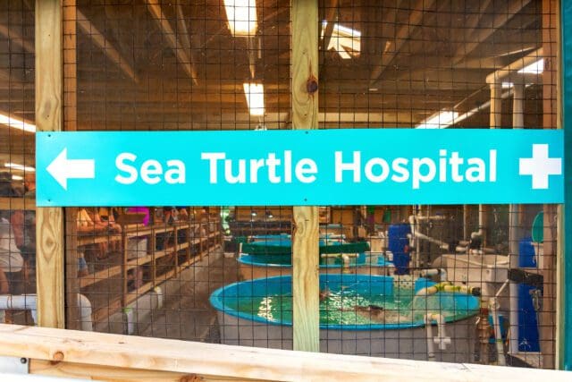 Visiting the Jekyll Island Sea Turtles at the Georgia Sea Turtle Center