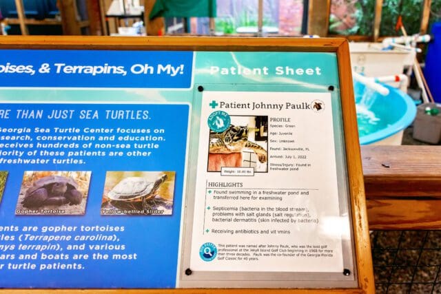 Visiting the Jekyll Island Sea Turtles at the Georgia Sea Turtle Center