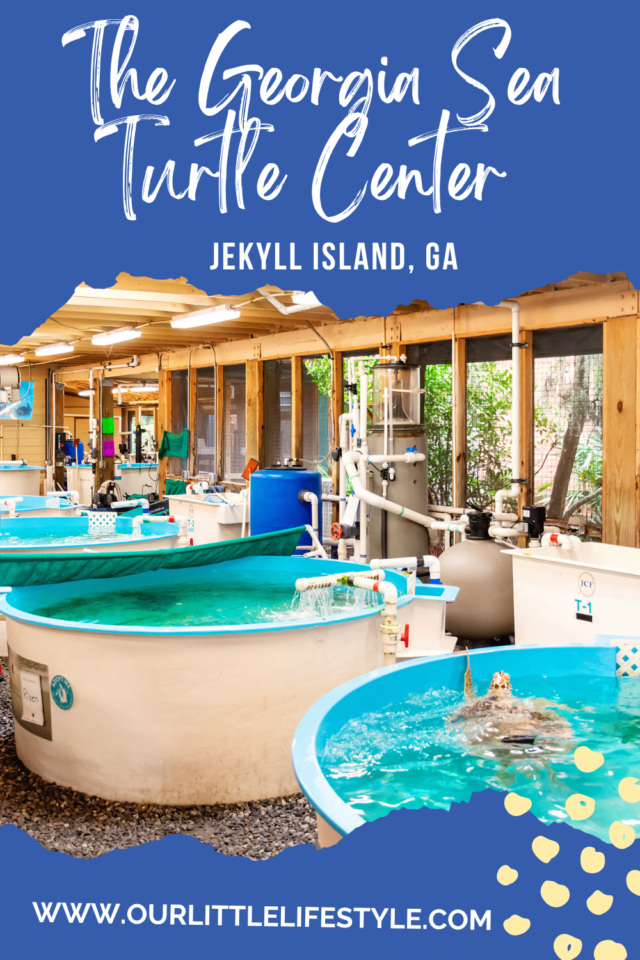 Visiting the Jekyll Island Sea Turtles at the Georgia Sea Turtle Center
