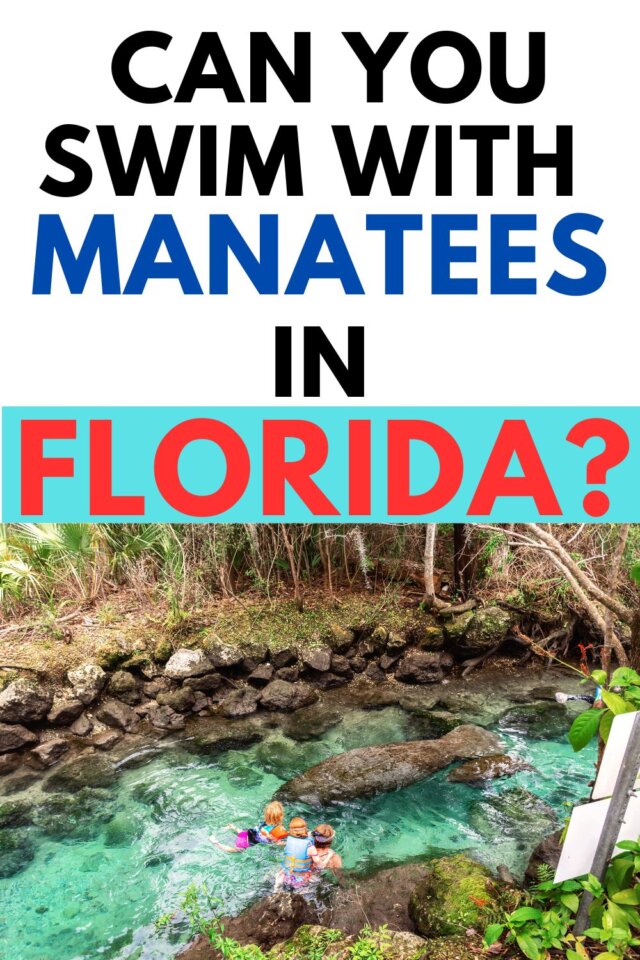 Want to Swim with Manatees in Crystal River, Florida? Read this first!