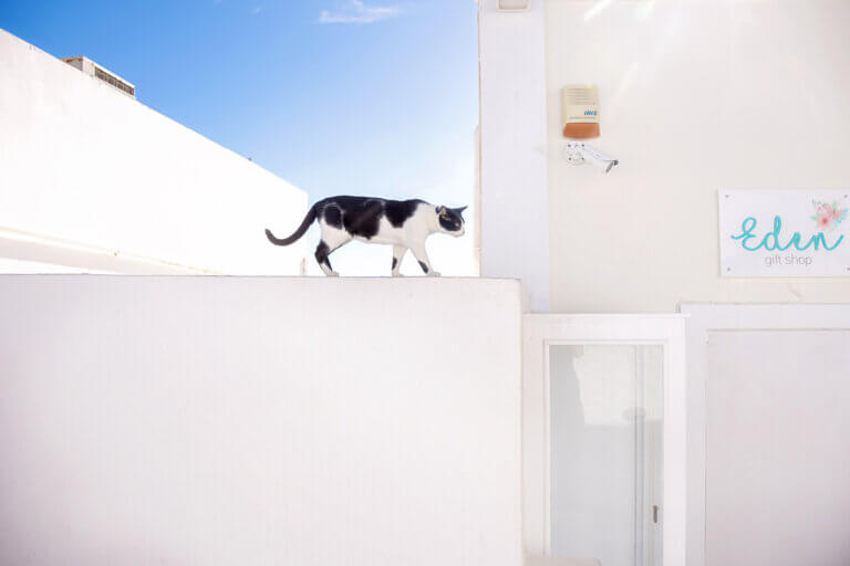 What’s Up With The Cats In Athens, Greece?