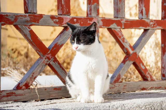 What’s Up With The Cats In Athens, Greece?