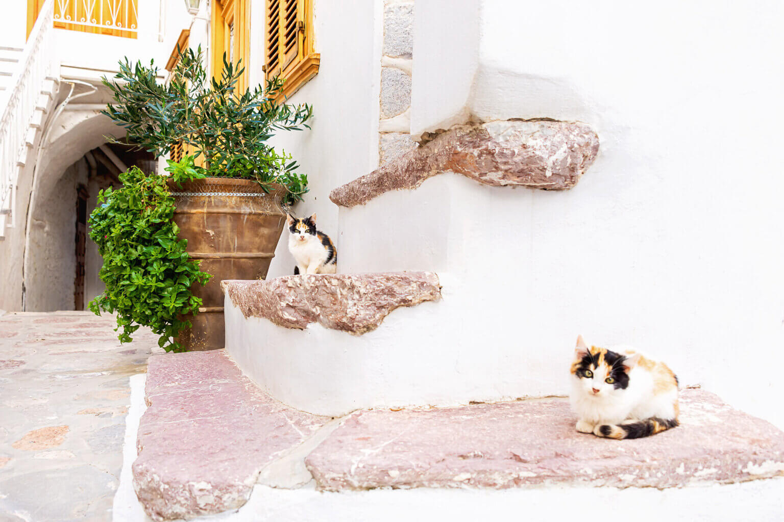 What’s Up With The Cats In Athens, Greece?