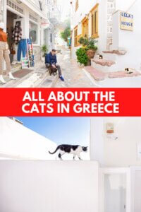 What’s Up With The Cats In Athens, Greece?
