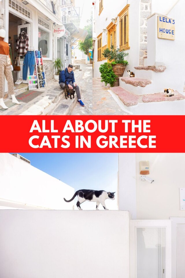 What’s Up With The Cats In Athens, Greece?