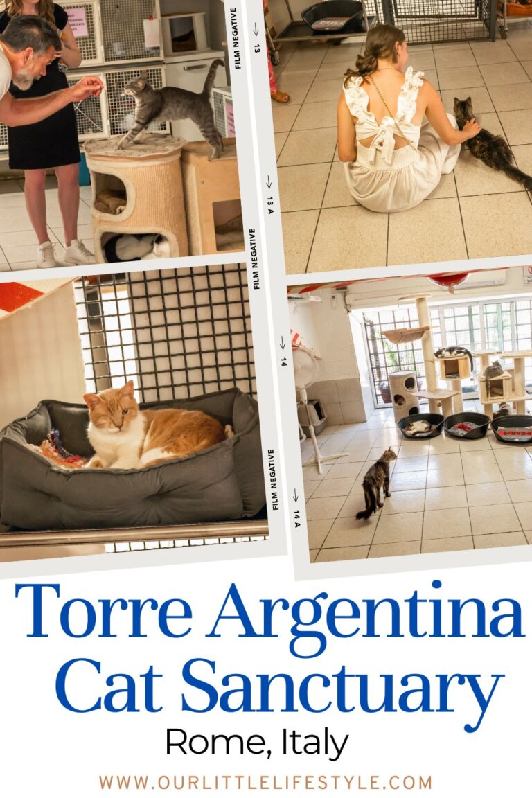 Why Are There Cats In Rome Living In Ancient Ruins?