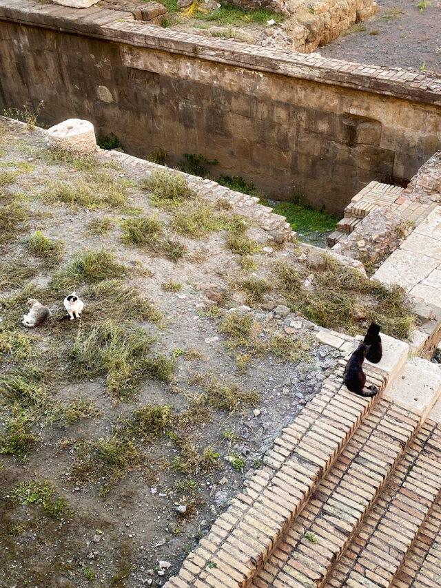 Why Are There Cats In Rome Living In Ancient Ruins?