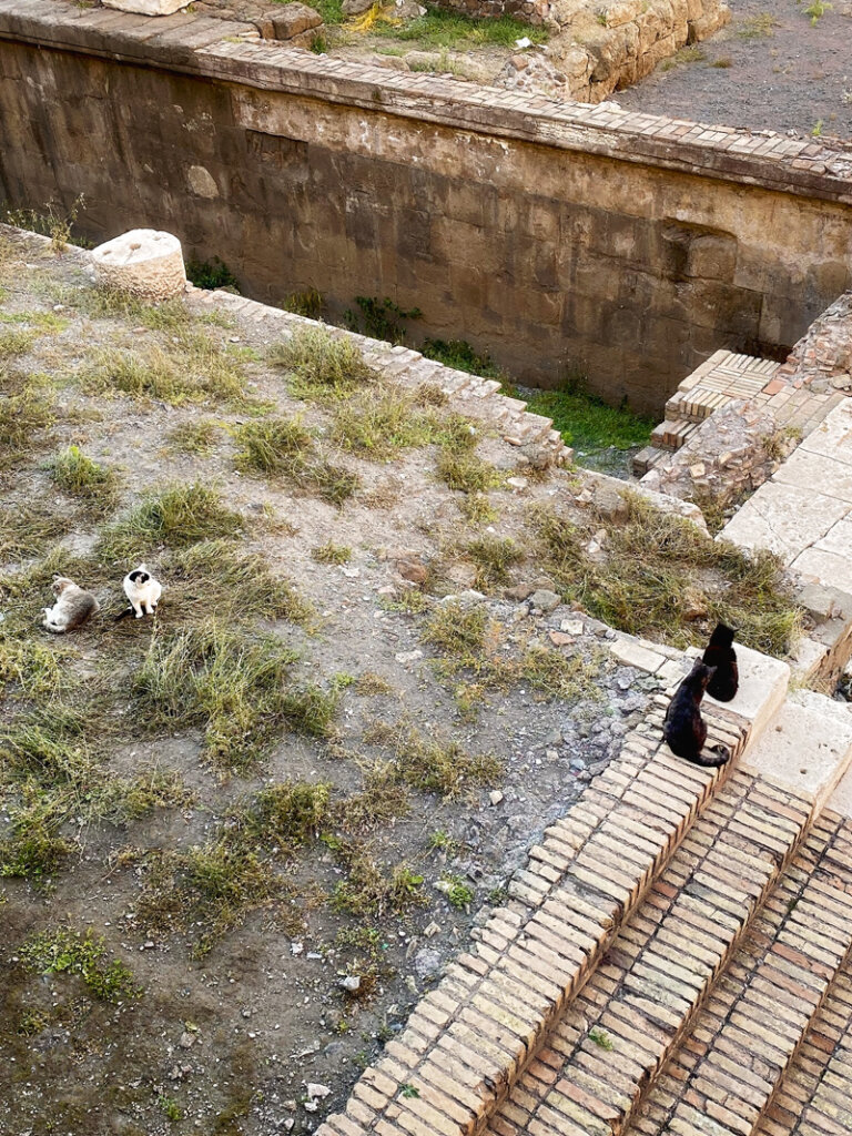 Why Are There Cats In Rome Living In Ancient Ruins?