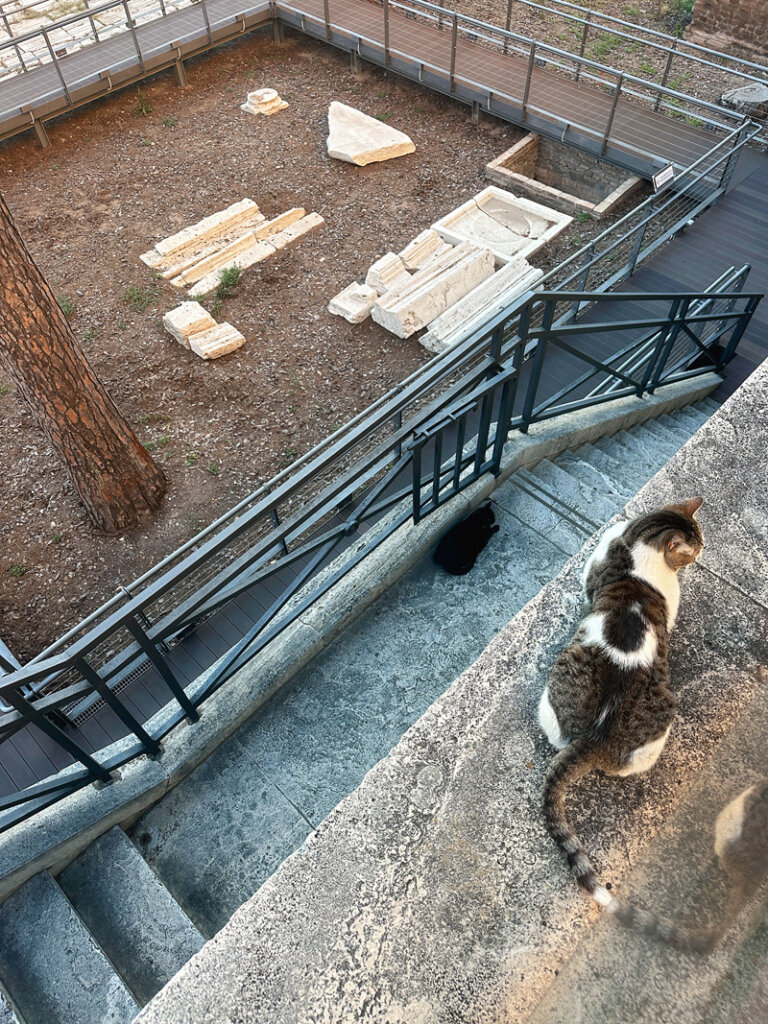 Why Are There Cats In Rome Living In Ancient Ruins?