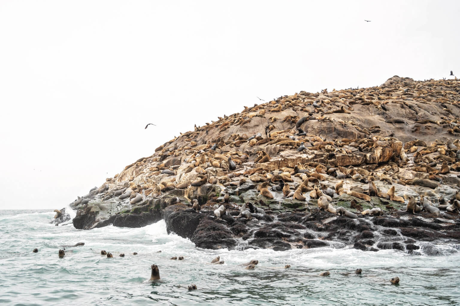 Swimming With Sea Lions Near Lima: A Palomino Islands Peru Adventure