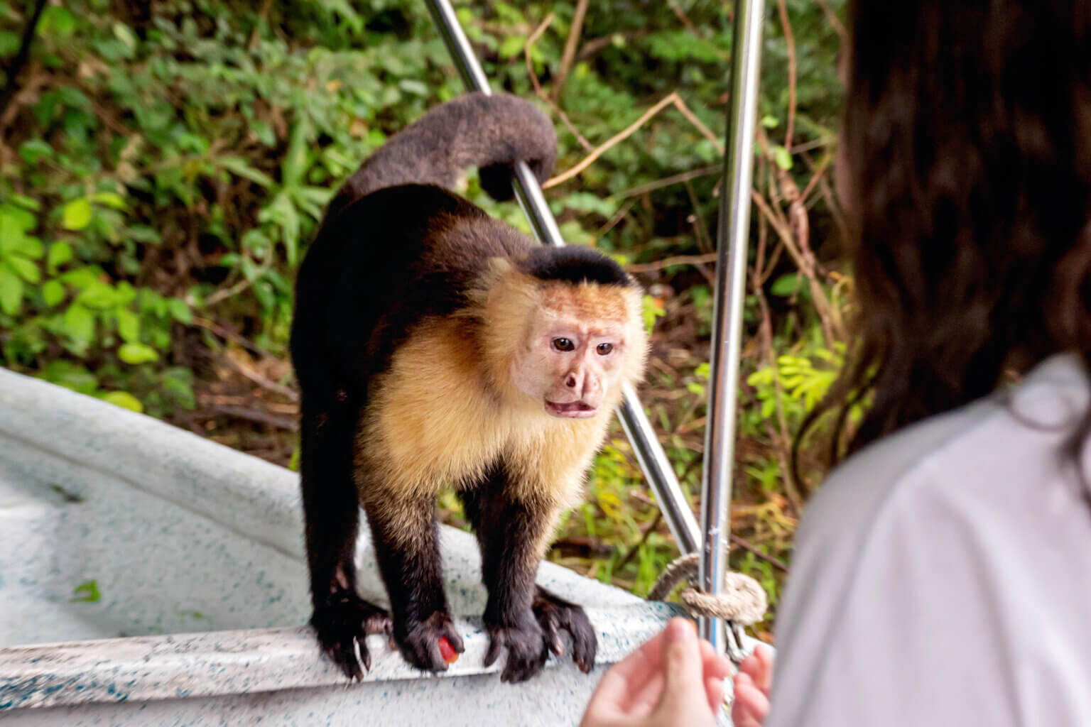 Our Exciting Tour Of Monkey Island Panama City, Panama